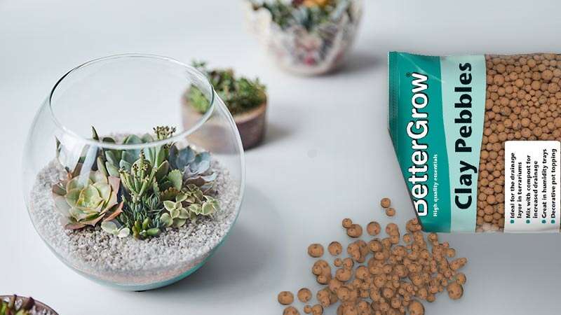 Terrarium | Terrariums for Plants | Small Indoor Plants