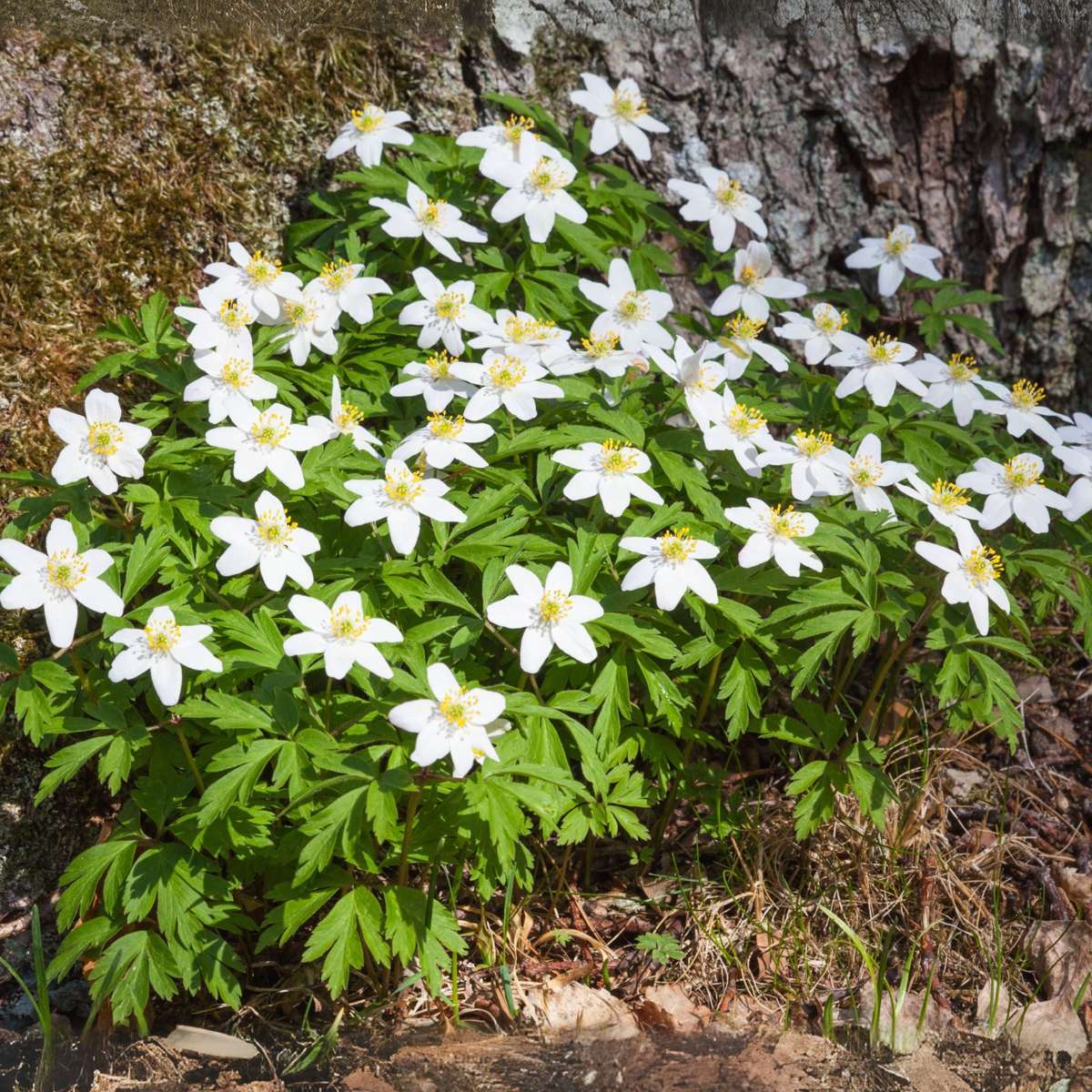 Christmas Rose - 3 pcs. - Helleborus niger 'Mont Blanc' - Height 20-30